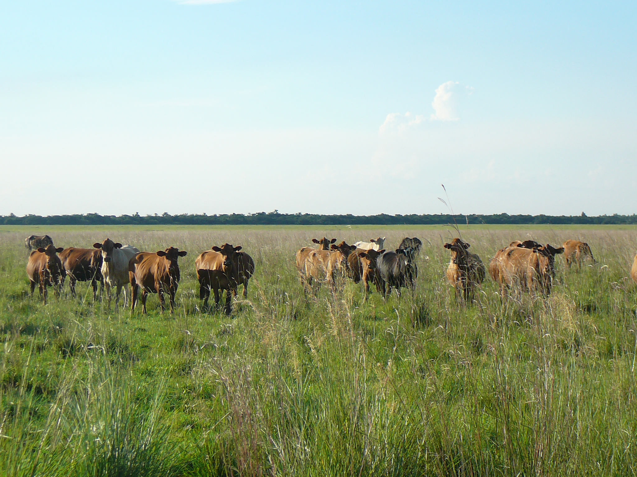 La riqueza de los pastizales | Fundación Vida Silvestre Argentina